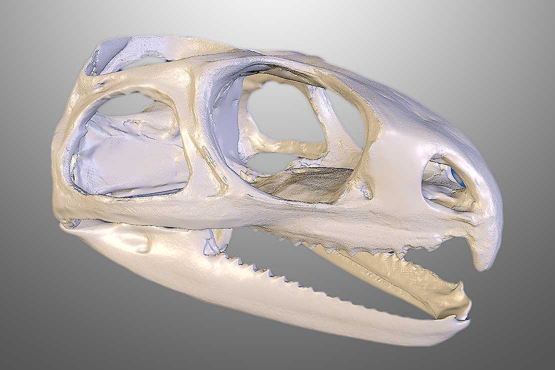 Native wildlife displayed on 'virtual museum' website - Massey University