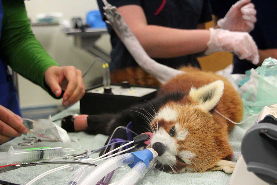 Injured red panda treated at Massey vet hospital - Massey University
