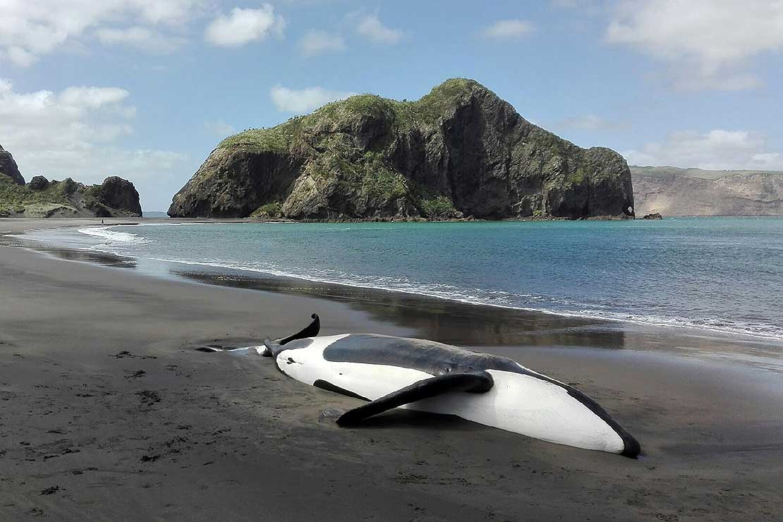 No definitive cause of orca death - Massey University