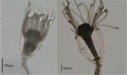 Amanda Ferreira e Cunha